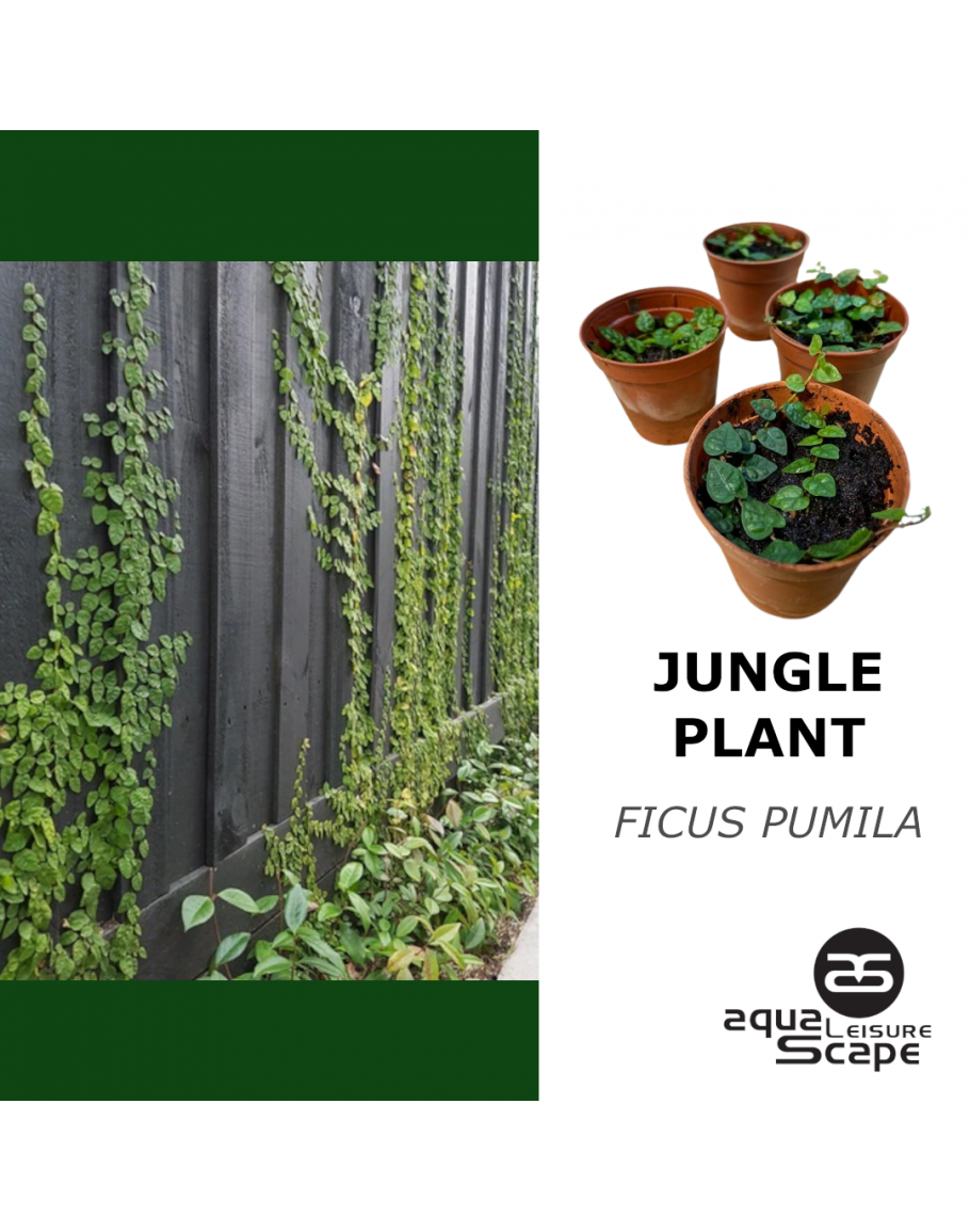 ficus-pumila